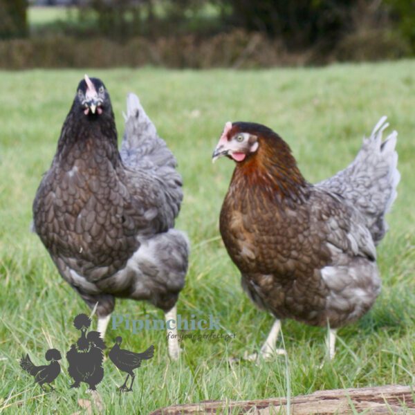 Bluebell Hybrid Laying Chicken | Buy Pipinchick Hens Online UK