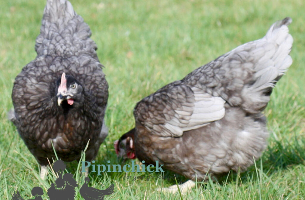 Anti Peck Spray | Chicken & Poultry Feather Pecking Spray | UK