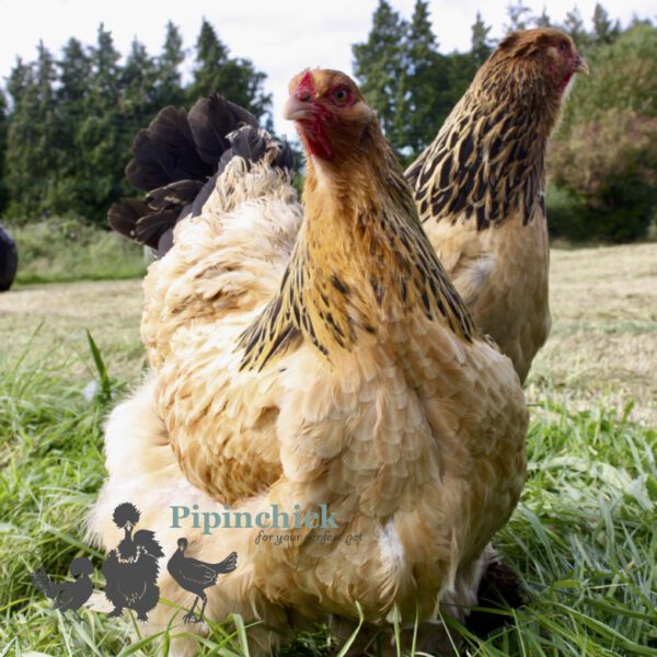 Brahma Chickens for Sale | Buy Brahama Hens Online | UK