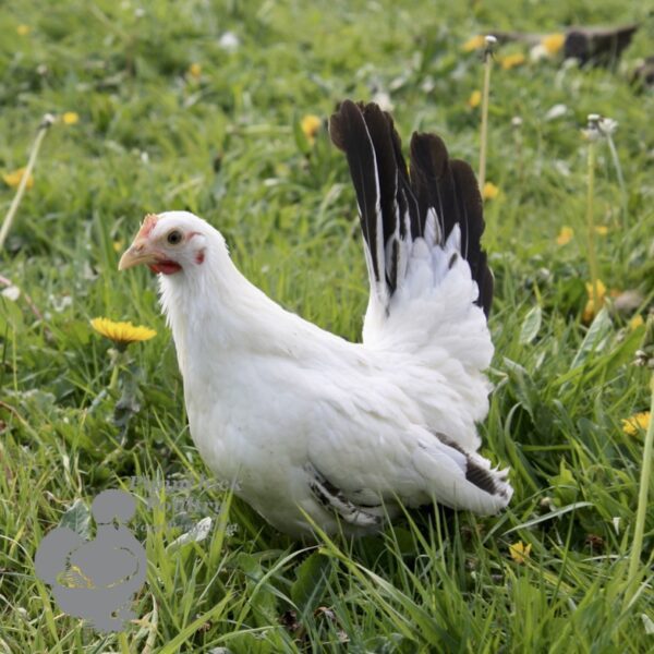 Japanese Bantams Chickens for Sale UK | Buy Bantam Chabo Chickens