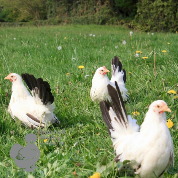 Japanese Bantams Chickens for Sale UK | Buy Bantam Chabo Chickens