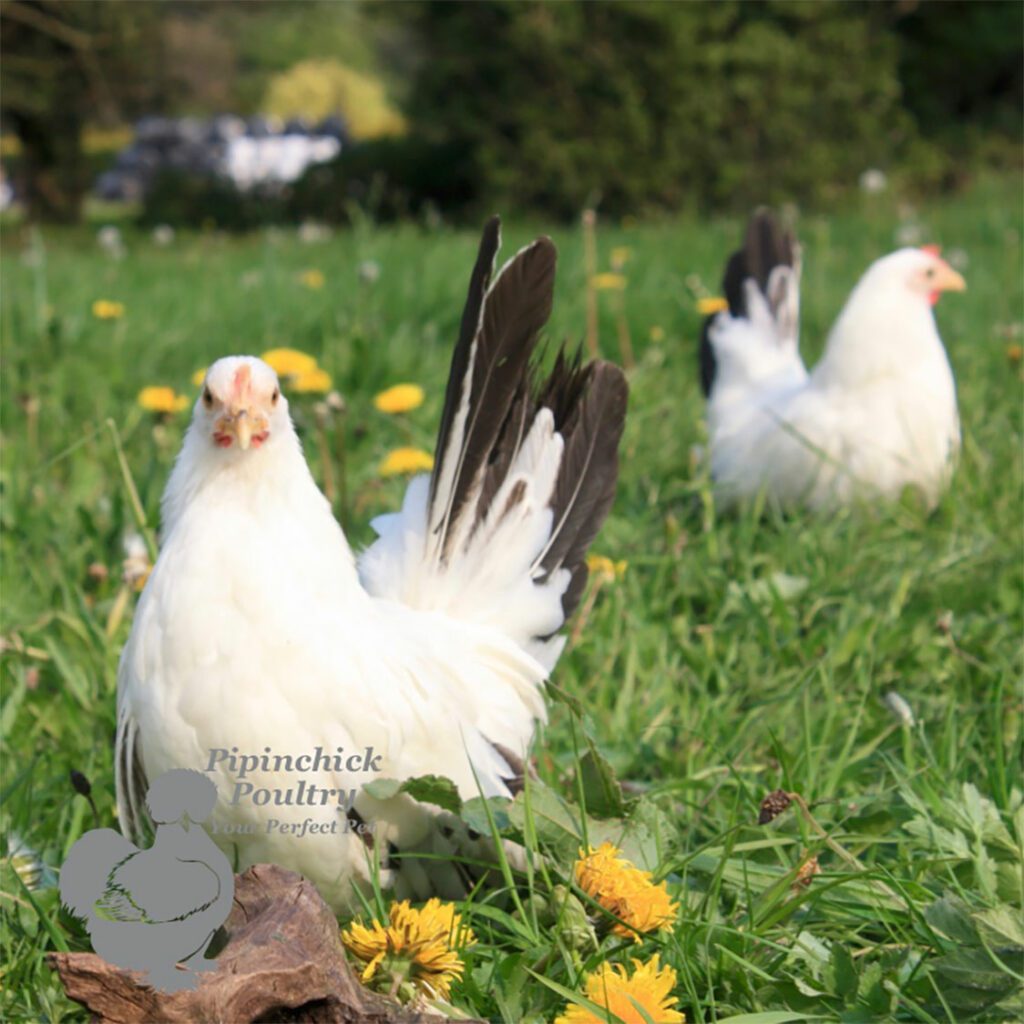 Japanese Bantams Chickens for Sale UK | Buy Bantam Chabo Chickens