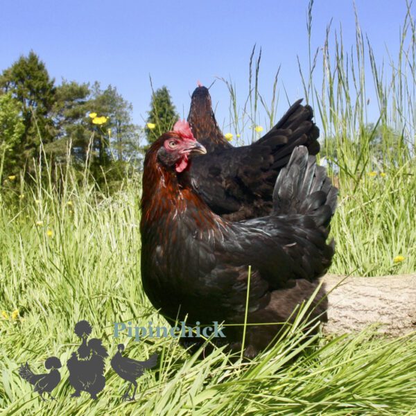 French Marans Hens For Sale | Buy Chickens Online | UK