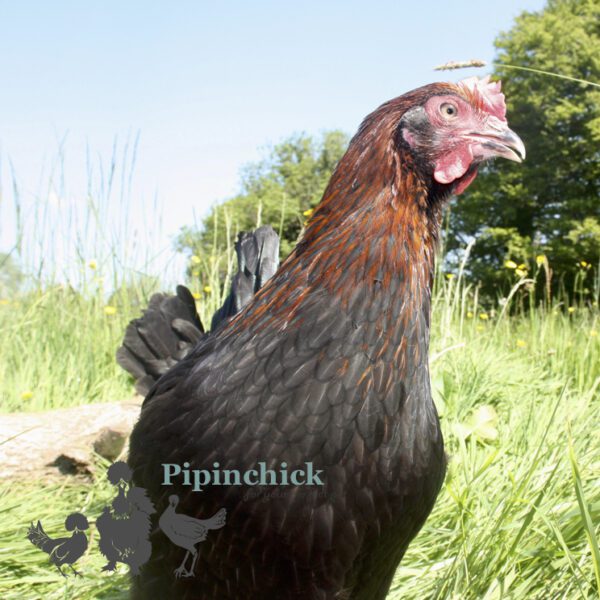 French Marans Hens For Sale | Buy Chickens Online | UK
