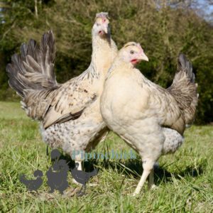 Devon Blue Laying Chickens | Buy Devon Blue Hens Online | UK