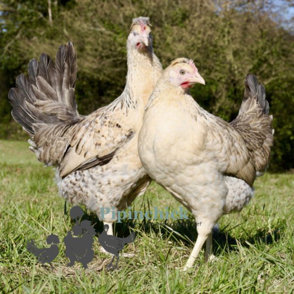 Devon Blue Laying Chickens | Buy Devon Blue Hens Online | UK