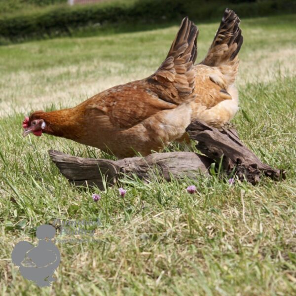 Devon Blue Laying Chickens | Buy Devon Blue Hens Online | UK