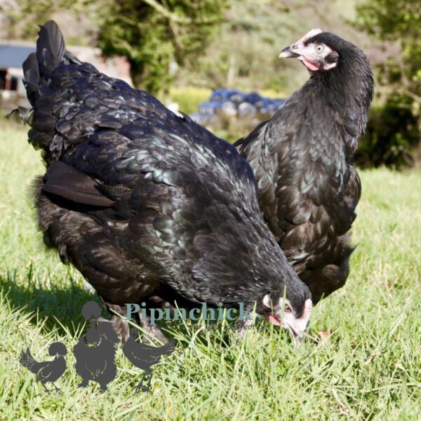 Devon Bronze Laying Chickens | Buy Devon Bronze Hens Online | UK