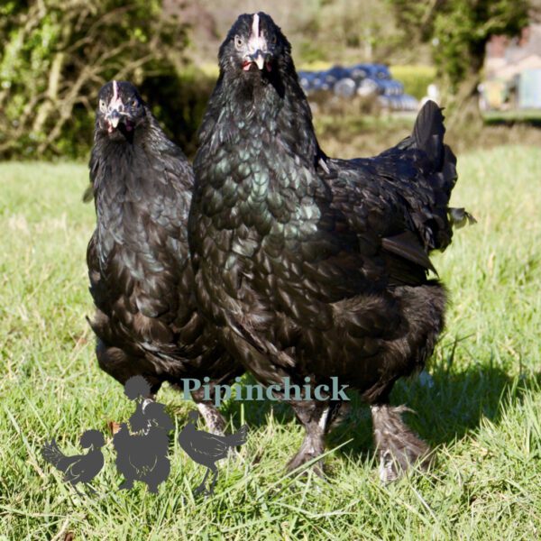 Devon Bronze Laying Chickens | Buy Devon Bronze Hens Online | UK