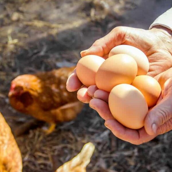 How to Treat Egg Bound in Chickens | Pipnchick Poultry