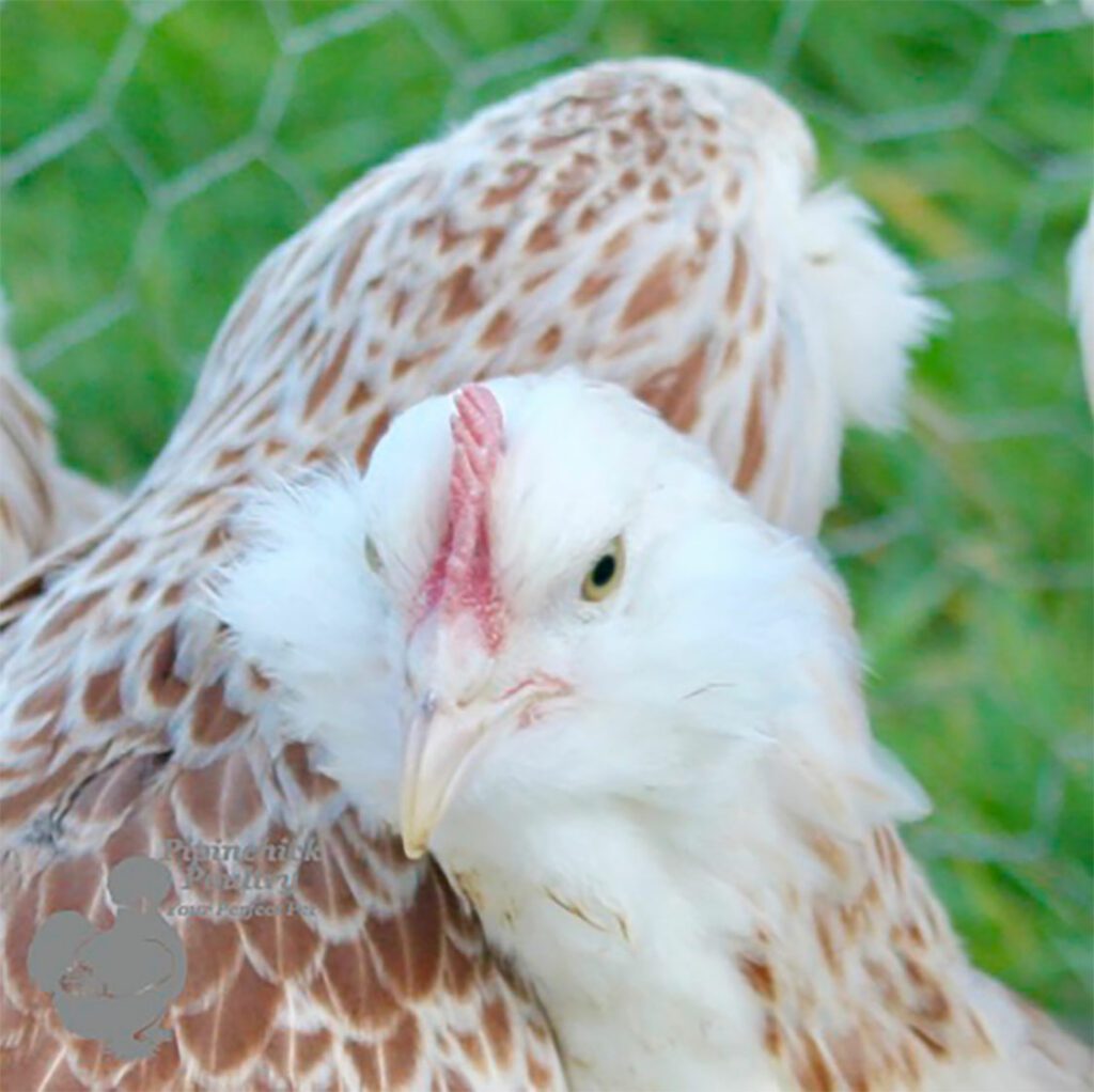 Faverolles Hens For Sale | Buy Chickens Online | UK