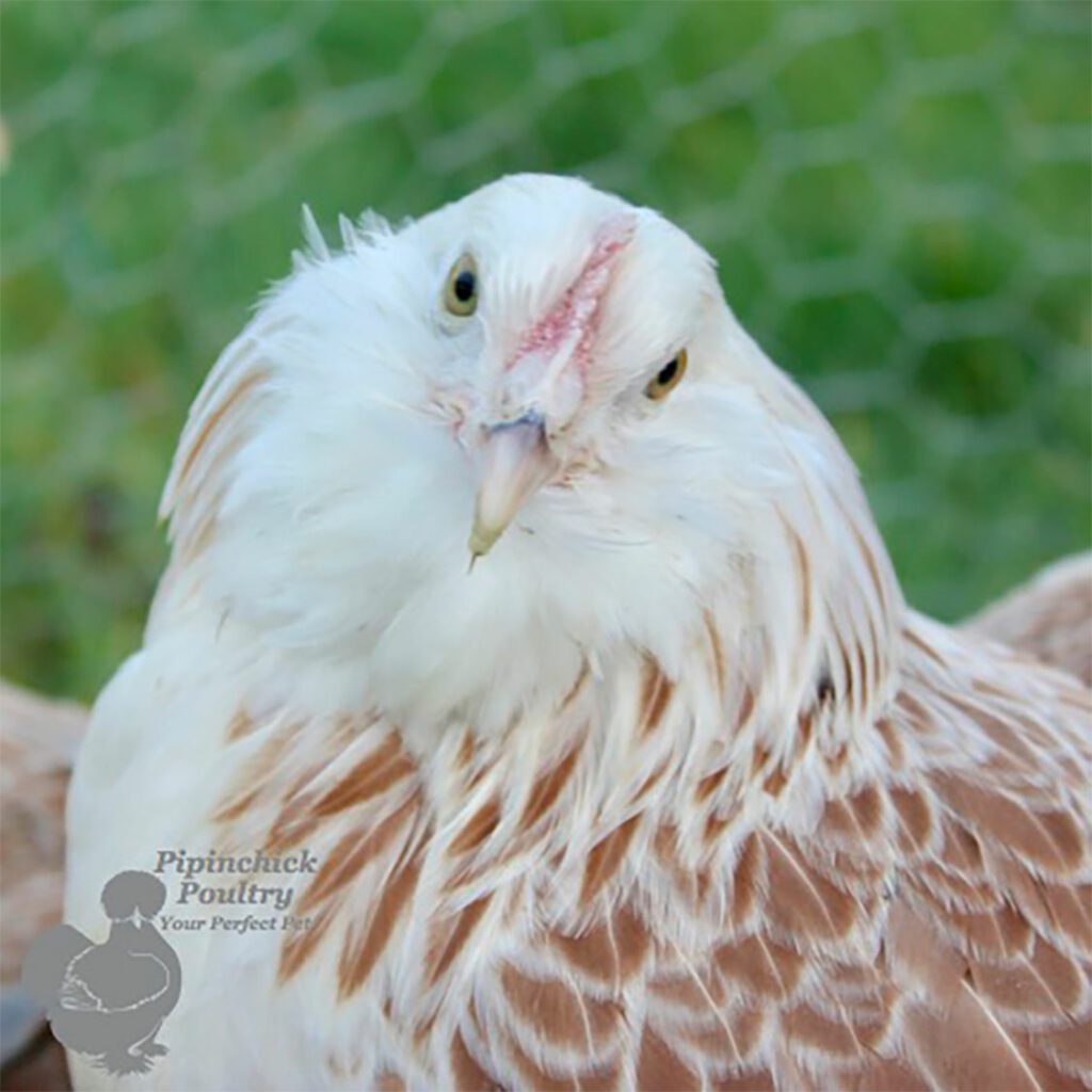 Faverolles Hens For Sale | Buy Chickens Online | UK