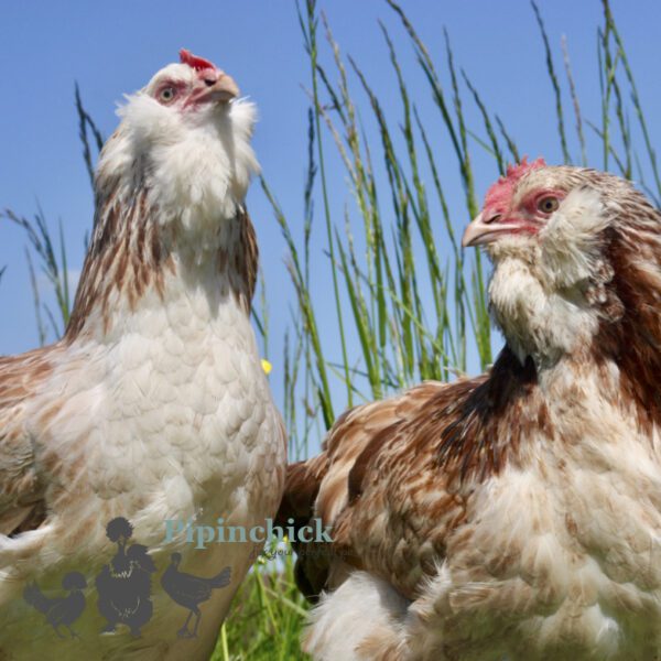 Faverolles Chickens | Pipinchick