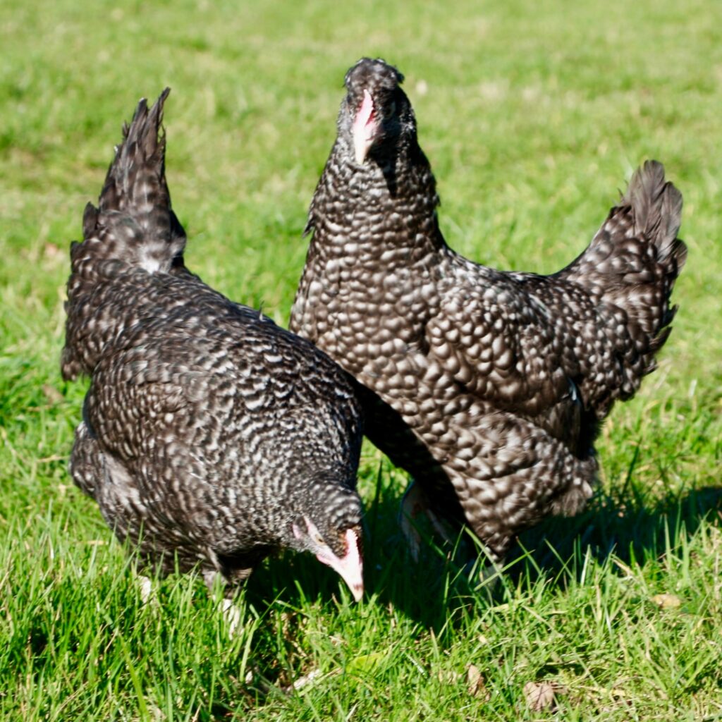 Why Does My Chicken Forage?