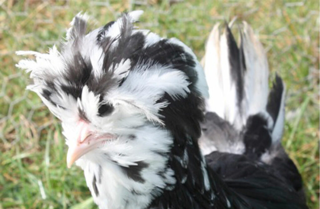 Houdan Chickens for Sale | Buy Mottled Houdan Hens Online | UK