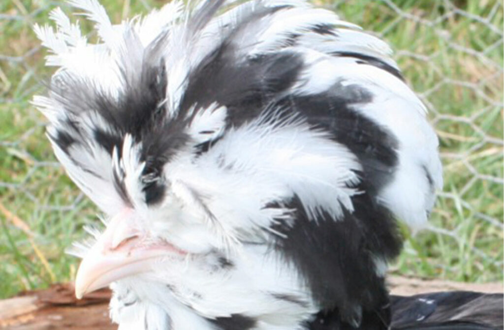 Houdan Chickens for Sale | Buy Mottled Houdan Hens Online | UK