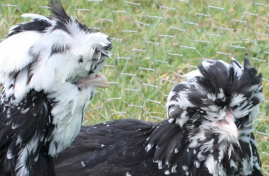 Houdan Chickens for Sale | Buy Mottled Houdan Hens Online | UK