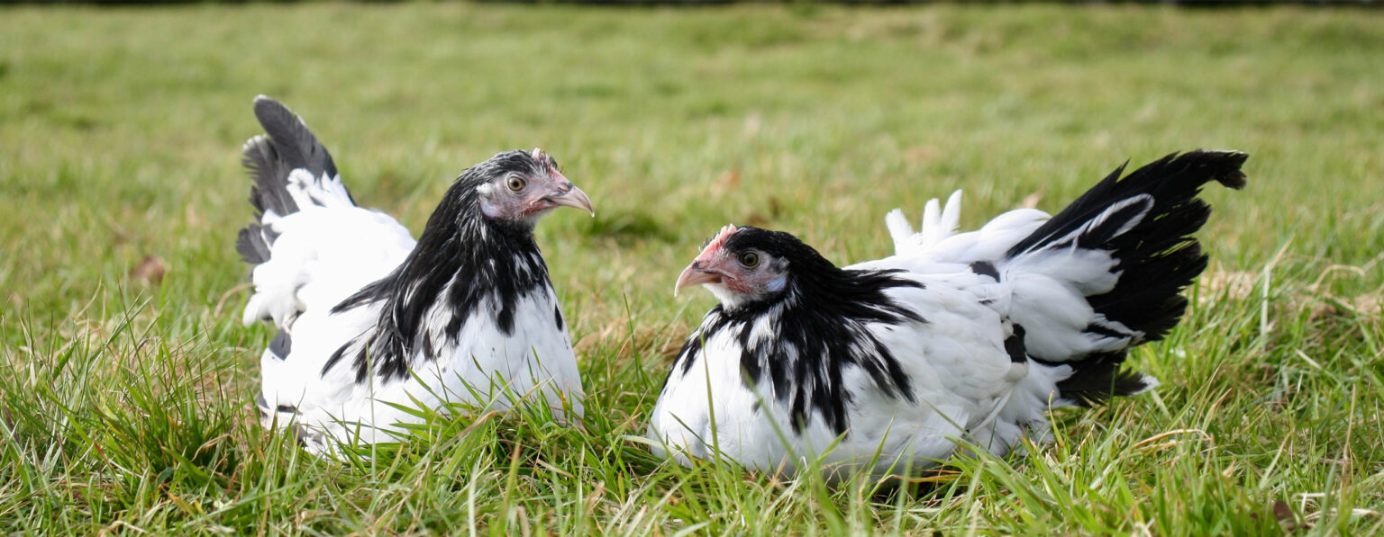 Chicken Buying Guide - Build Your Perfect Flock