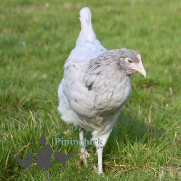 Lavender Splash Hybrid Chicken - Pipinchick Silkies