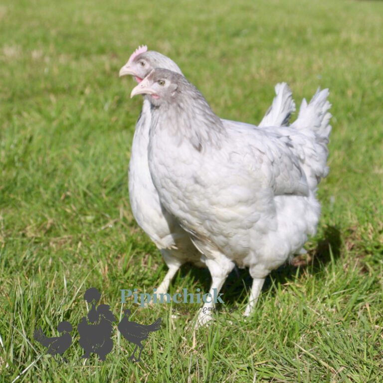 Lavender Splash Hybrid Chicken - Pipinchick Silkies