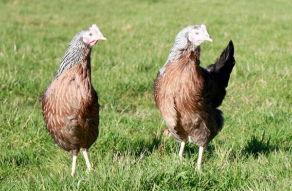 Chicken Anti Peck Saddles Pipinchick