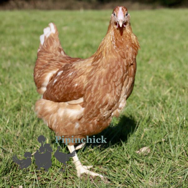 Lohmann Brown Hybrid Laying Chickens | Buy Lohmann Hens Online | UK