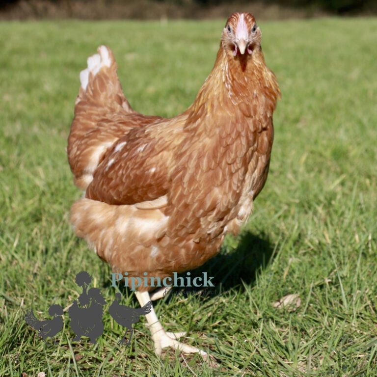 Lohmann Brown Hybrid Laying Chickens | Buy Lohmann Hens Online | UK