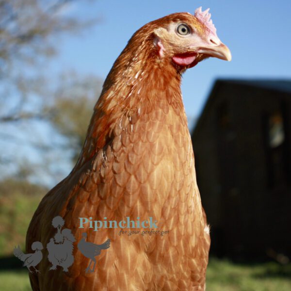 Lohmann Brown Hybrid Laying Chickens | Buy Lohmann Hens Online | UK