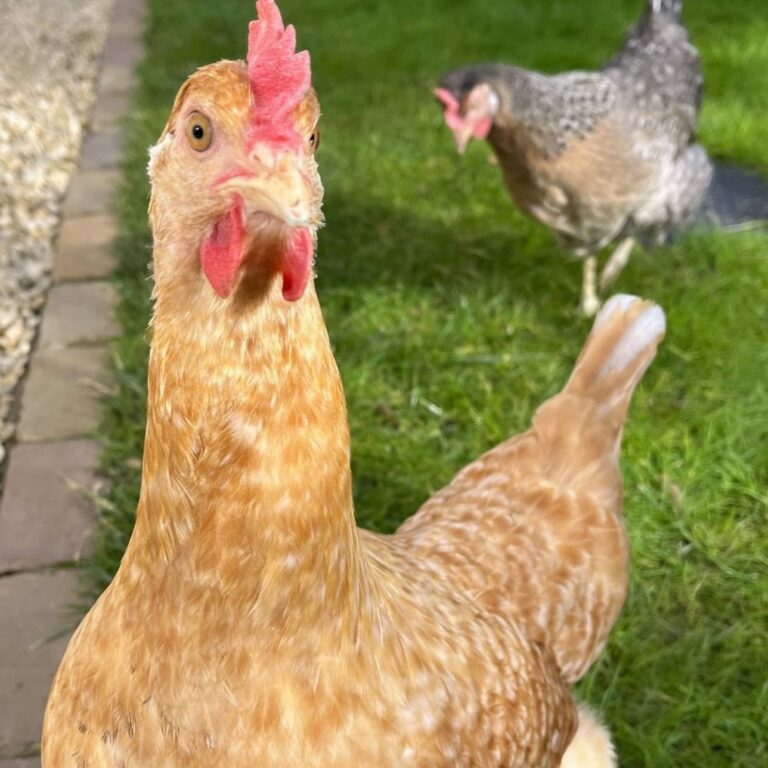 Rhode Rock Hybrid Laying Chickens | Buy Rhode Rock Hens Online | UK