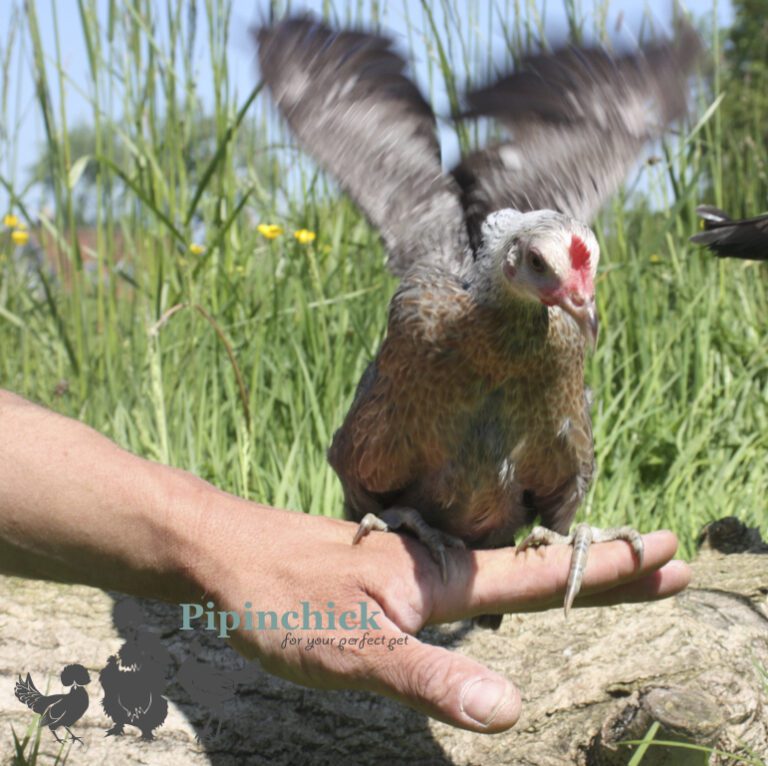 Modern Game Birds for Sale | Modern Game Poultry Breed Information ...