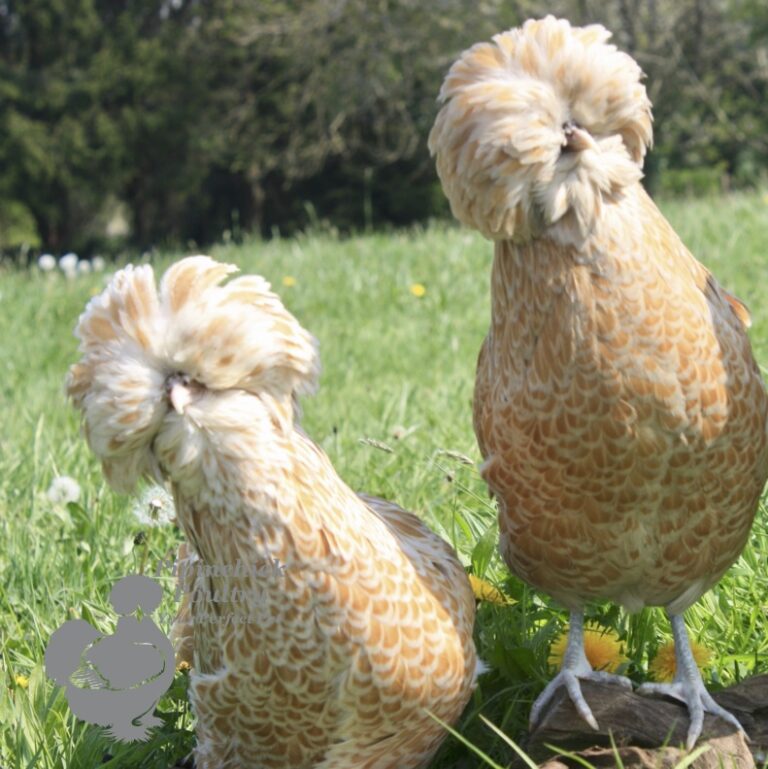 Laced Padovana Chickens for Sale | Buy Padovana Hens Online | UK