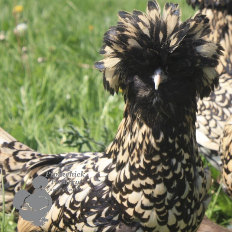 Laced Padovana Chickens for Sale | Buy Padovana Hens Online | UK