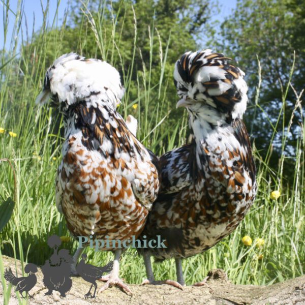 Laced Padovana Chickens for Sale | Buy Padovana Hens Online | UK