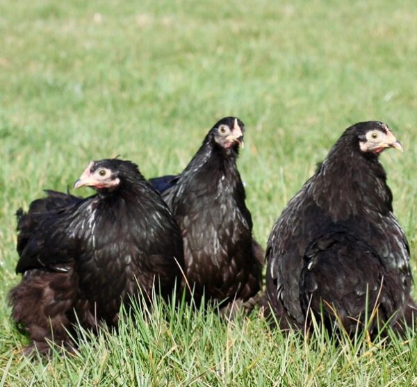 Pipinchick Delivery Information and UK Collection Points