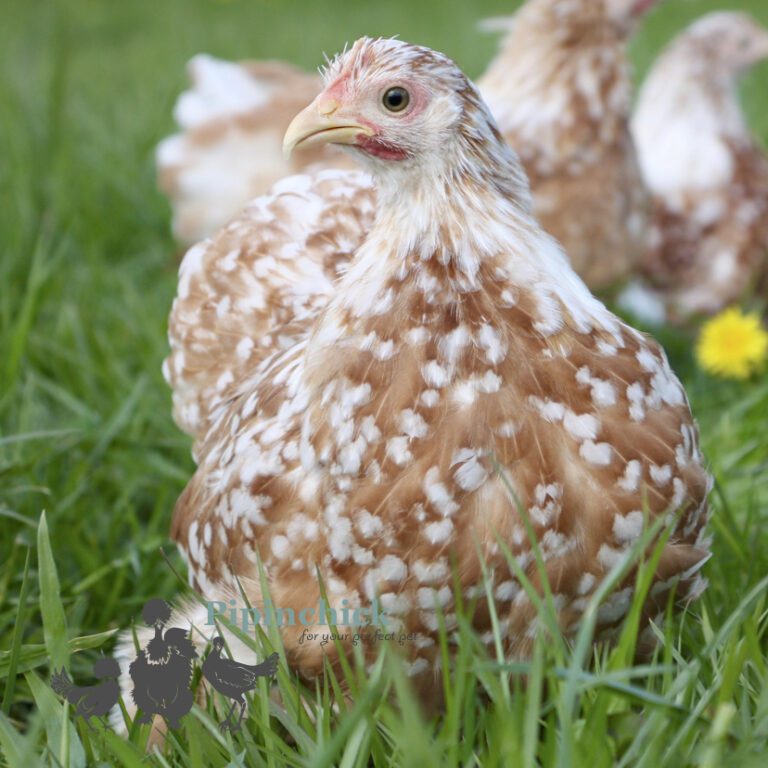 Pekin Bantam Chickens for Sale | Pekin Breeders, Various Colours | UK