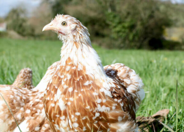 Pipinchick Delivery Information and UK Collection Points