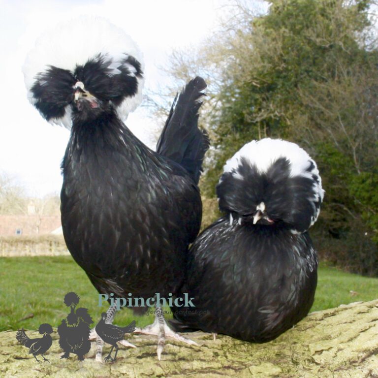 Polish Chickens for Sale | White Crested Polish Hens | UK