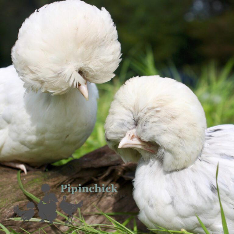Polish Chickens for Sale | White Crested Polish Hens | UK