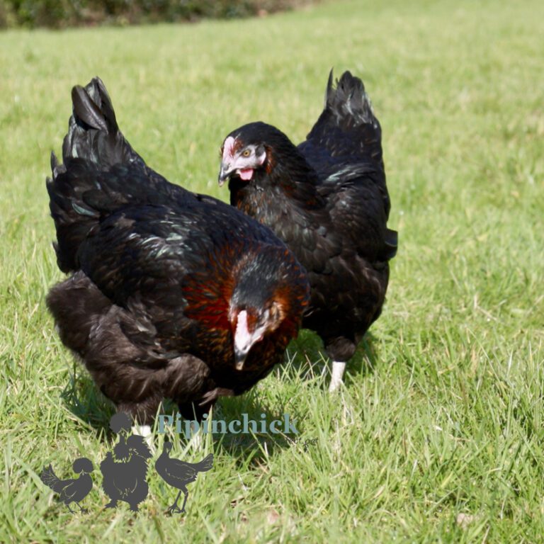 Rhode Rock Hybrid Laying Chickens | Buy Rhode Rock Hens Online | UK