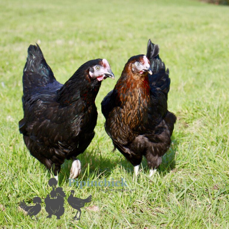 Rhode Rock Hybrid Laying Chickens | Buy Rhode Rock Hens Online | UK