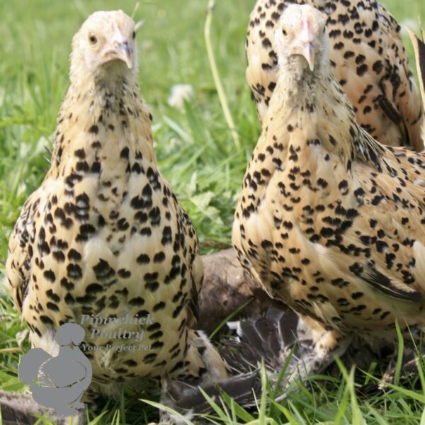 Bantam Sablepoot Chickens for Sale | Buy Booted Bantams | UK