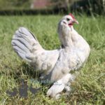 Bantam Sablepoot Chickens for Sale | Buy Booted Bantams | UK