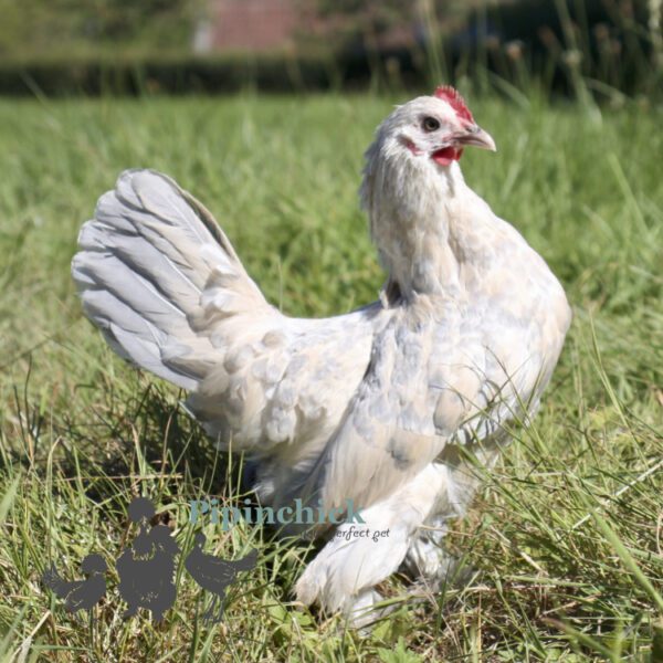 Bantam Sablepoot Chickens for Sale | Buy Booted Bantams | UK
