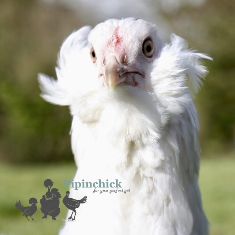 Sapphire Emerald Laying Chickens | Buy Emerald Hens Online | UK