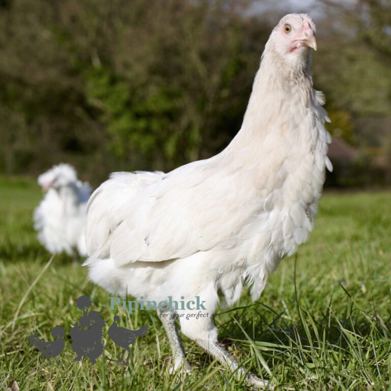 Sapphire Emerald Laying Chickens | Buy Emerald Hens Online | UK