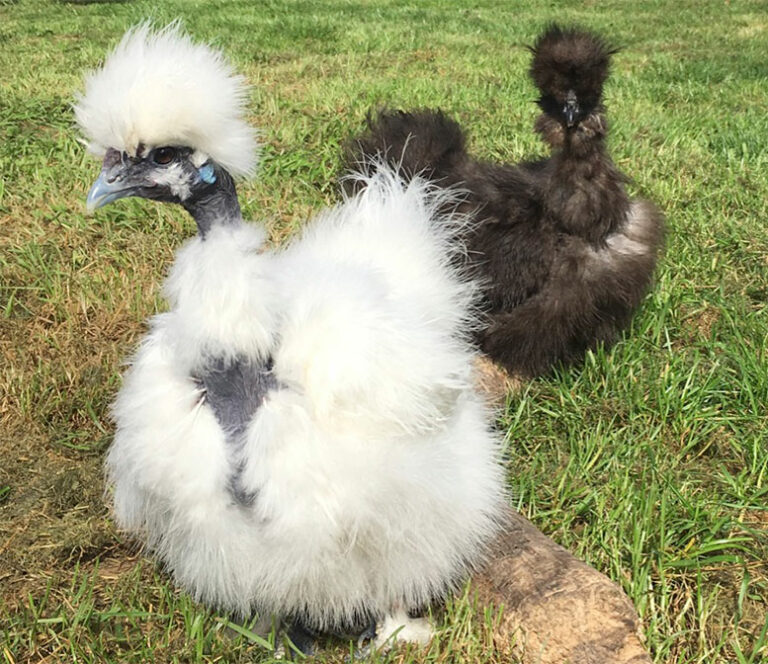 Showgirl Silkies for Sale | Buy Show Girl Silkie Chickens Online | UK