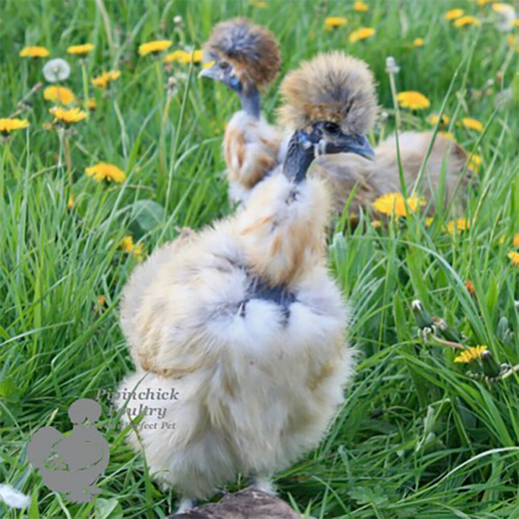Showgirl Silkies for Sale | Buy Show Girl Silkie Chickens Online | UK