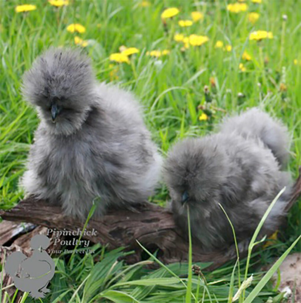 Bearded Silkies for Sale | Buy Bearded Silkies, Various Colours, Online ...