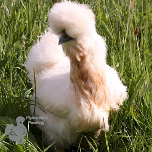 Bearded Silkies for Sale | Buy Bearded Silkies, Various Colours, Online ...