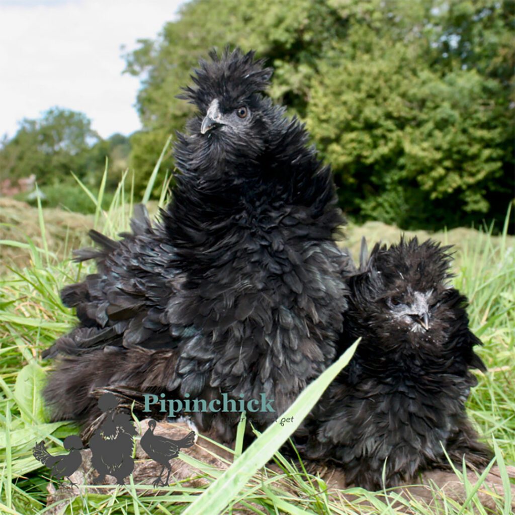 Sizzle Silkie Chickens for Sale | Buy Rare Breed Silkies Online | UK